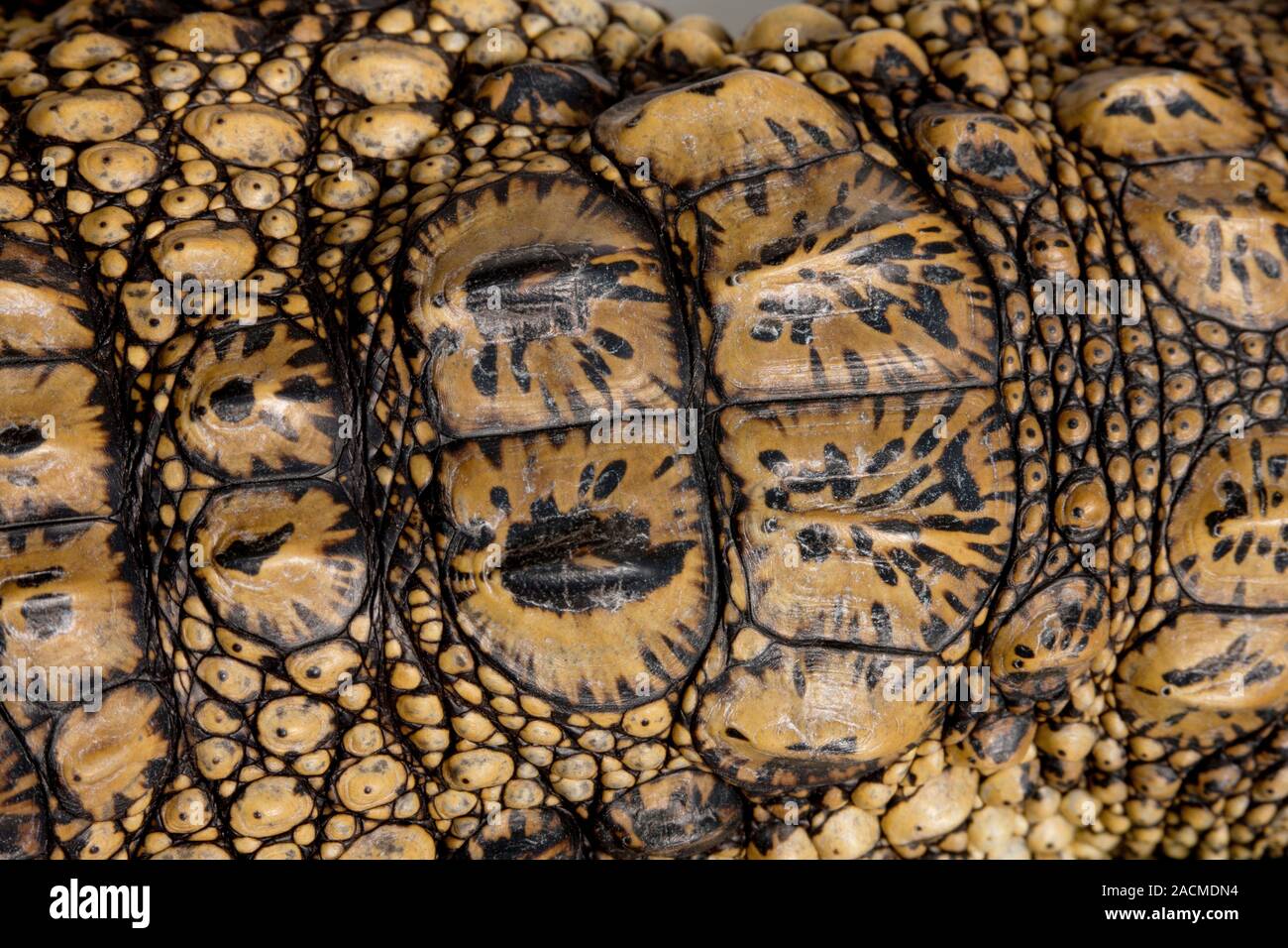 Skin of a young Nile crocodile (Crocodylus niloticus), showing ...