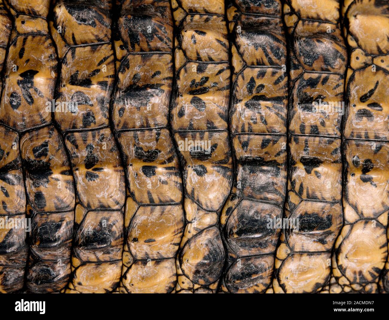 Skin of a young Nile crocodile (Crocodylus niloticus), showing ...
