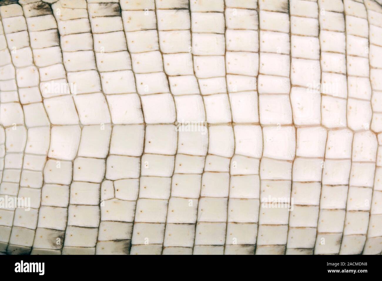 Skin of a young Nile crocodile (Crocodylus niloticus), showing scutes ...