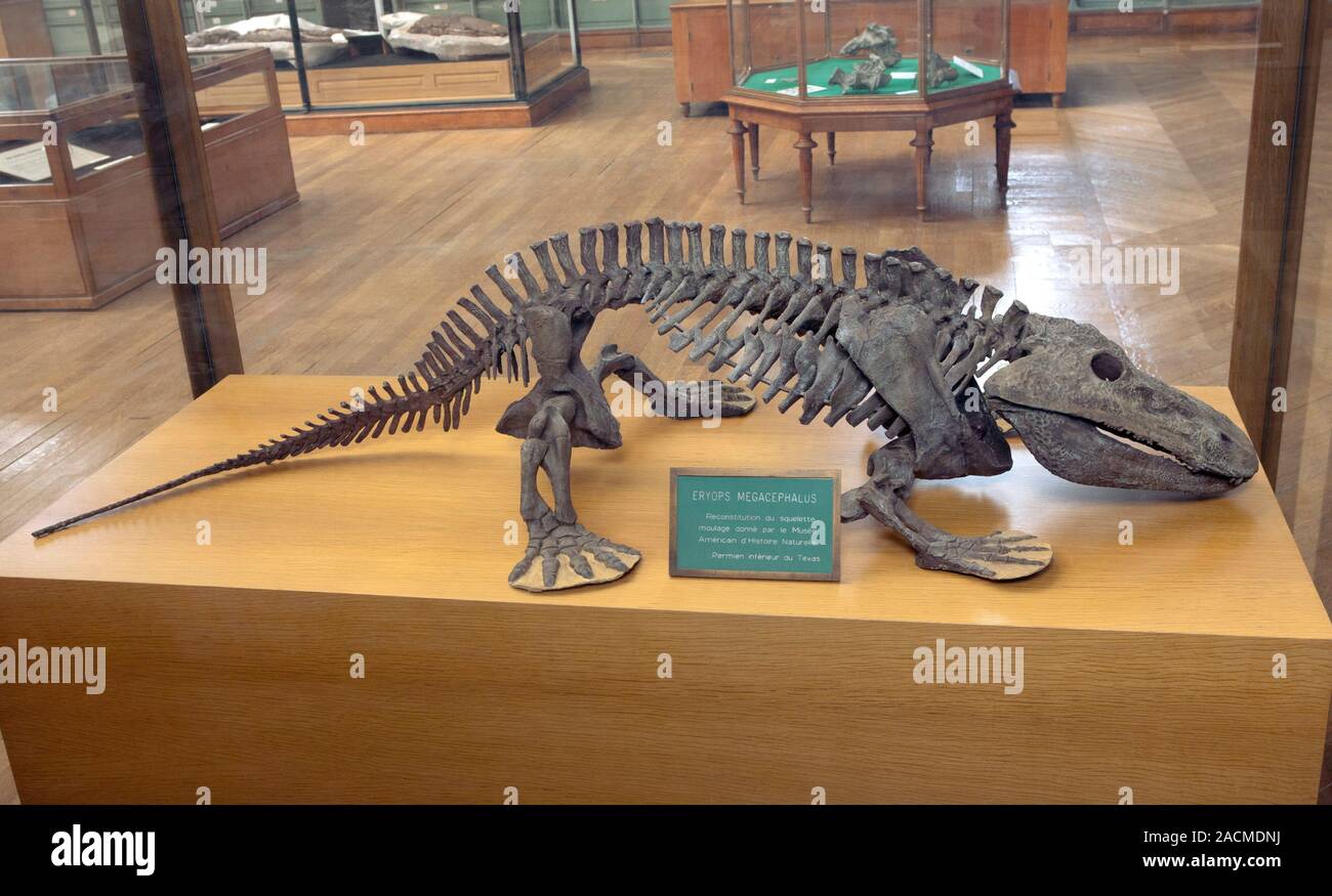 Eryops skeleton. Reconstruction, based on casts of fossil bones, of the ...