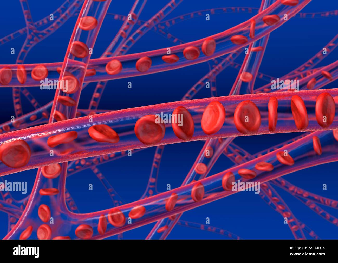 Red blood cells in blood vessels, computer artwork. Red blood cells ...