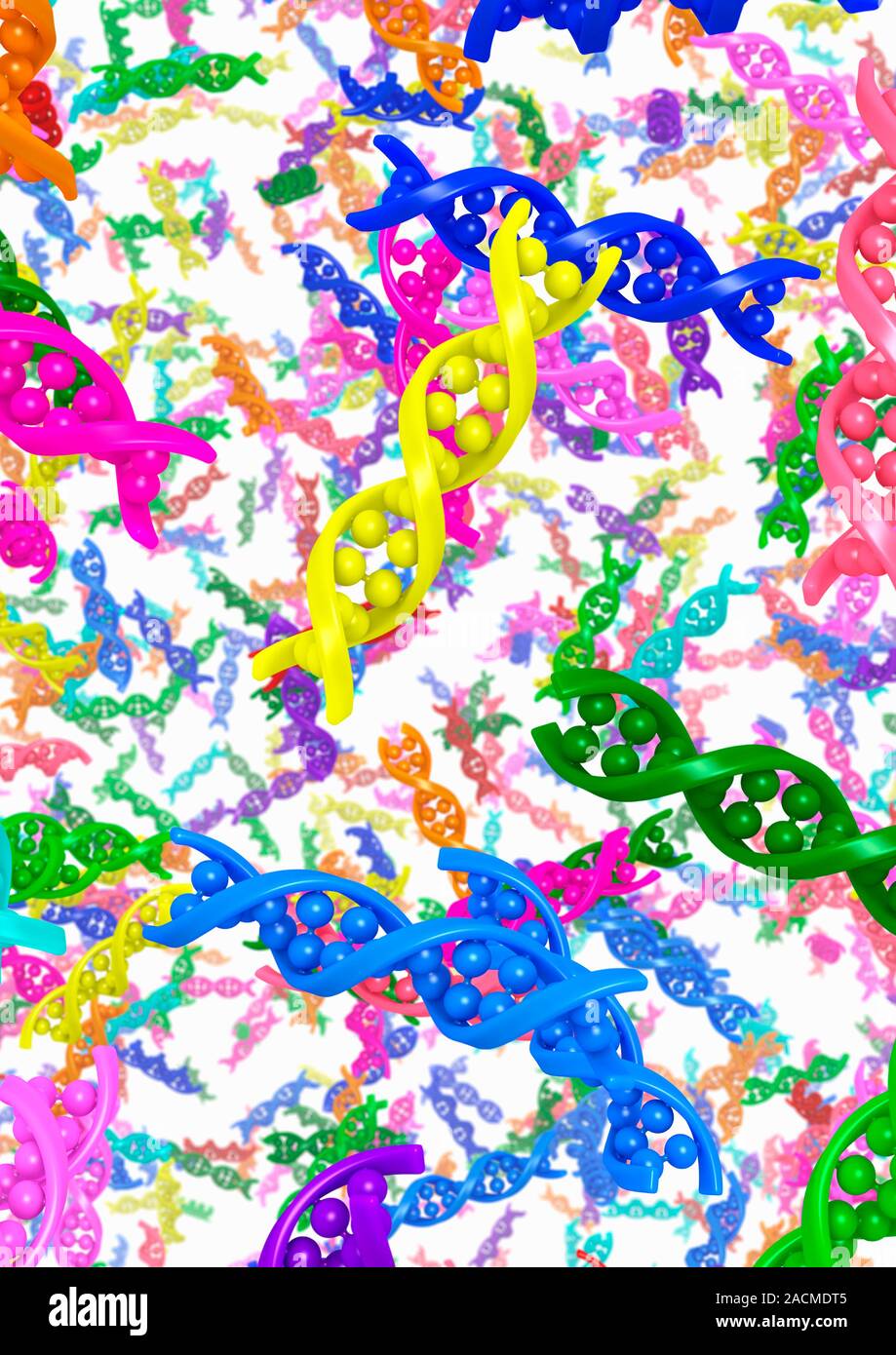 DNA molecules. Computer artwork showing numerous multi-coloured double ...