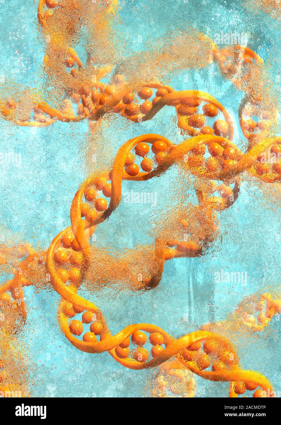 Frozen DNA, conceptual image. Computer artwork showing DNA ...
