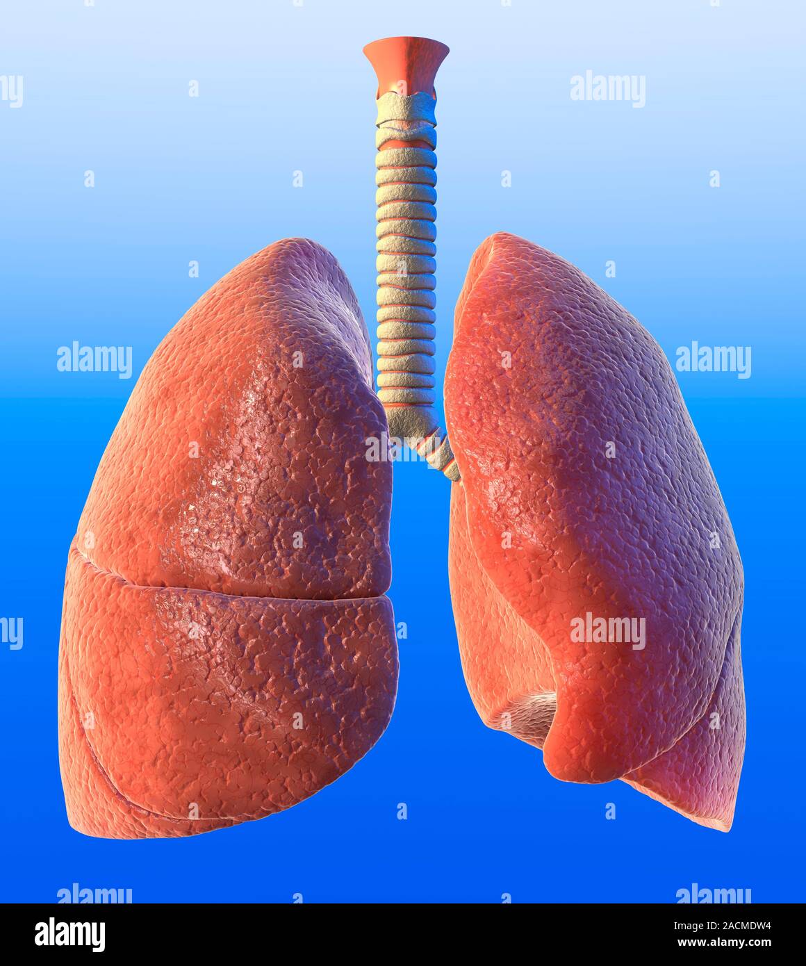 Human lungs. Anatomical artwork of the human lungs (red, centre left ...