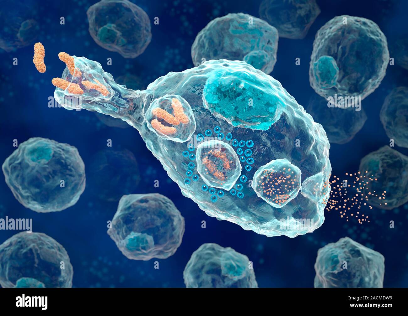 Macrophage engulfing bacteria. Computer artwork of a macrophage white ...
