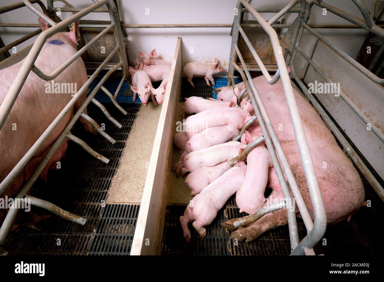 Pig farming. Piglets (Sus scrofa domestica) feeding on their mother's ...