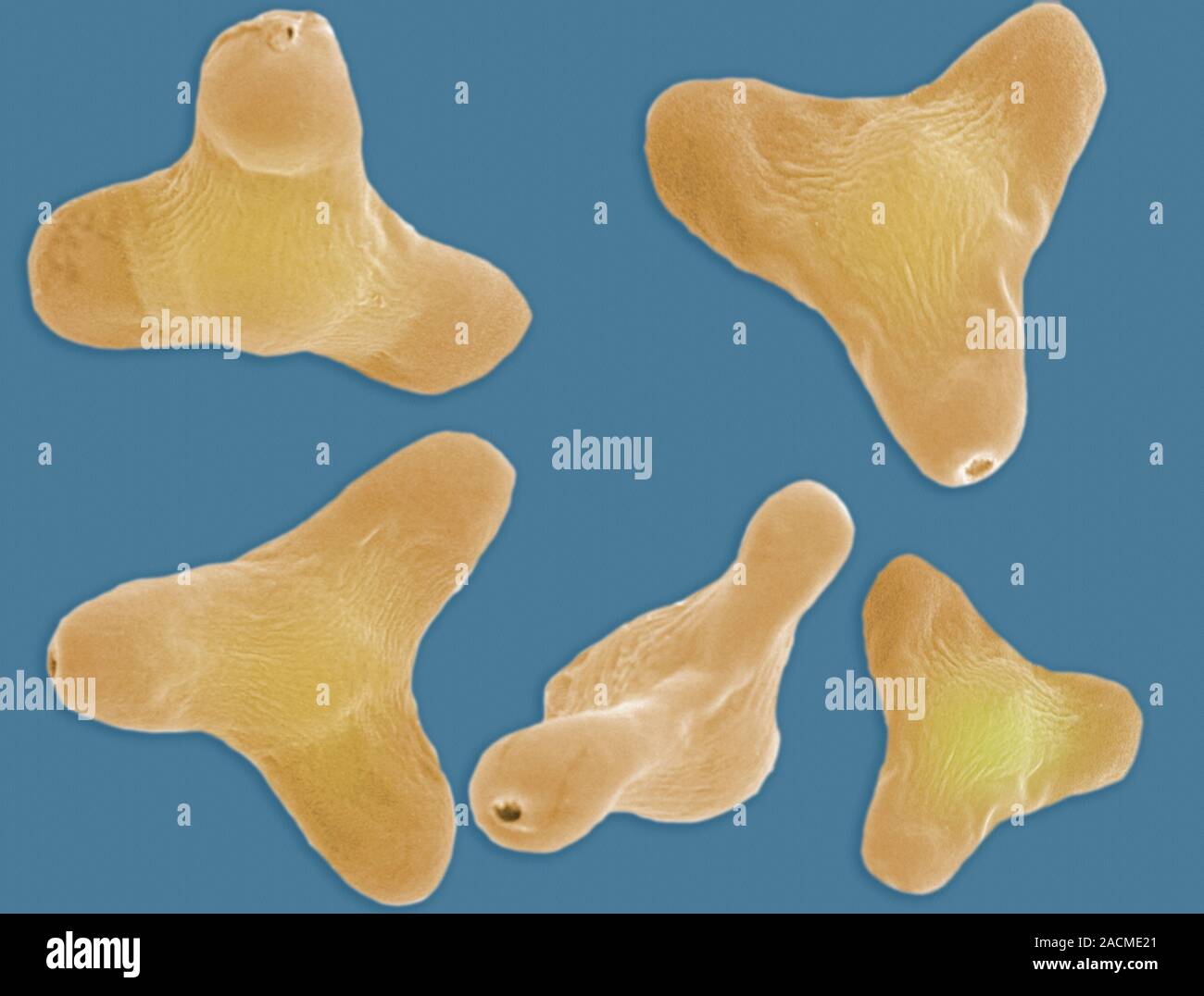 Pollen from Evening Primrose (Oenothera fruticosa). SEM Stock Photo - Alamy