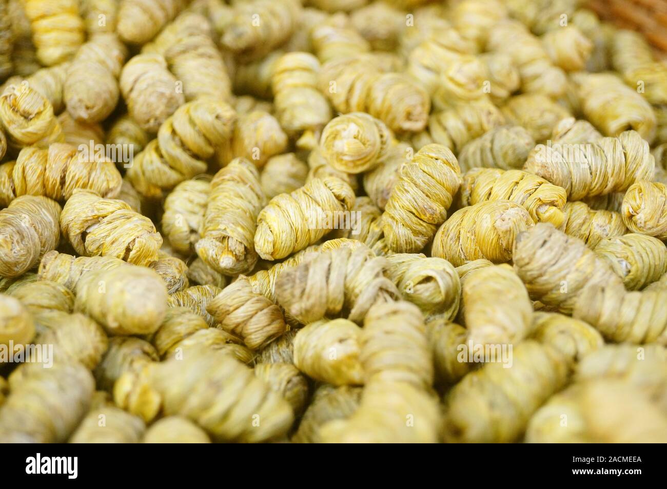 Close-up of dendrobium candidum Stock Photo - Alamy
