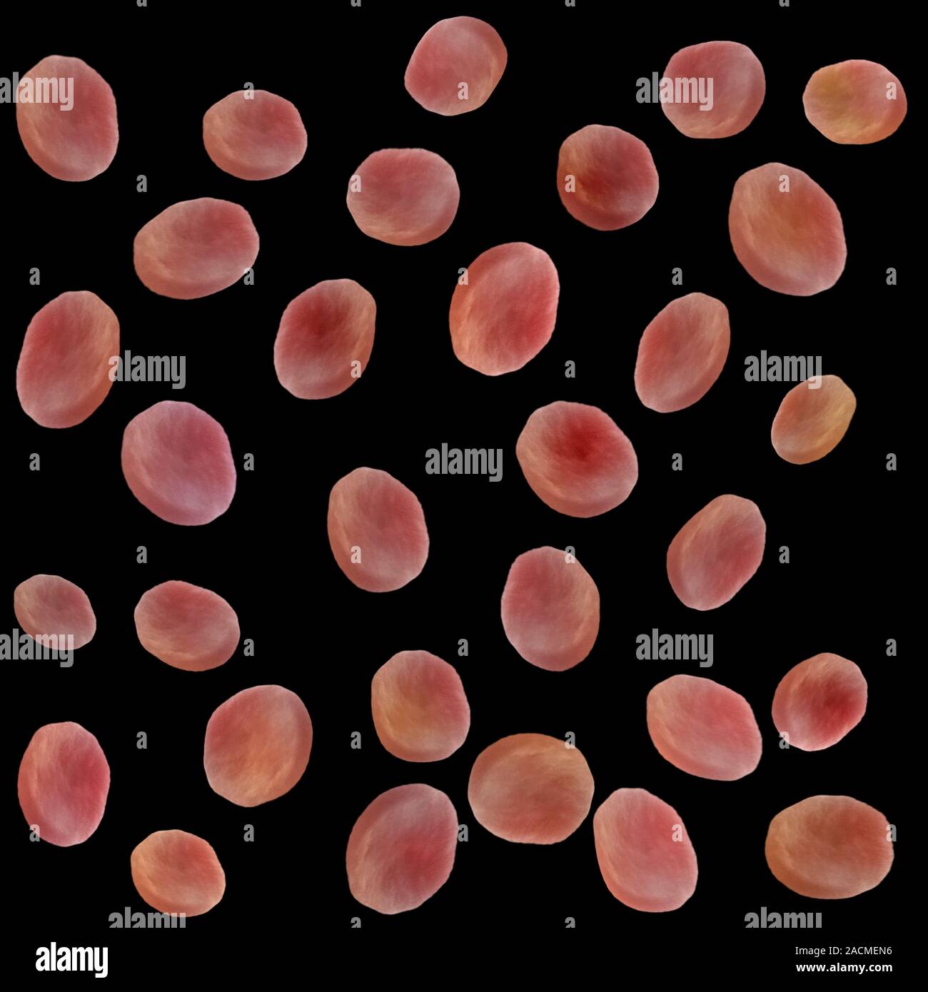 Red blood cells (erythrocytes) showing their biconcave shape. SEM Stock ...