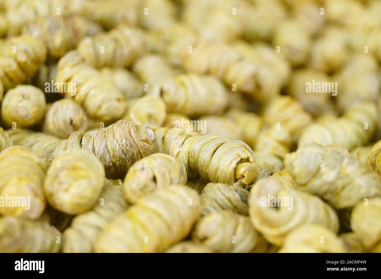 Close-up of dendrobium candidum Stock Photo - Alamy