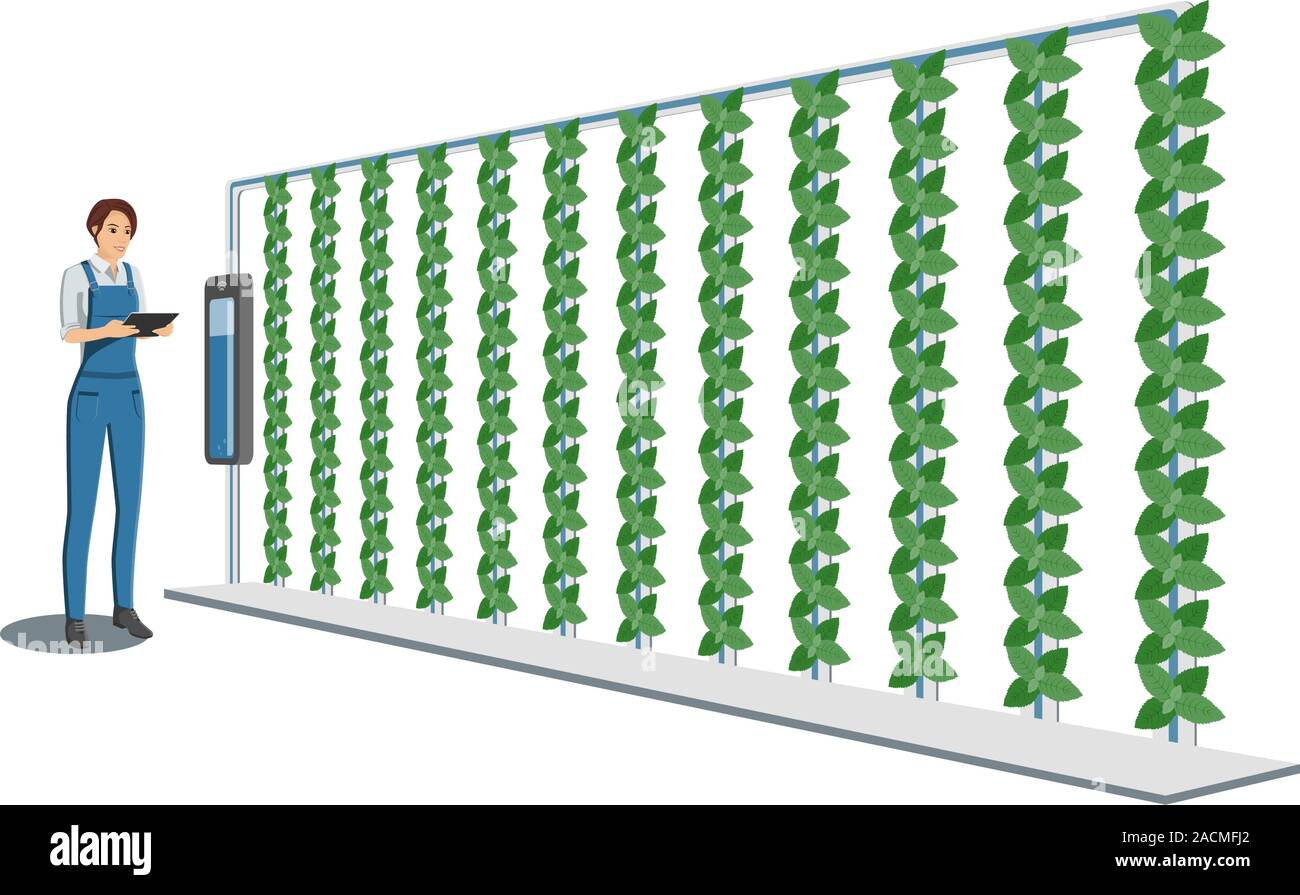Woman farmer with digital tablet in greenhouse with vertical gardens ...