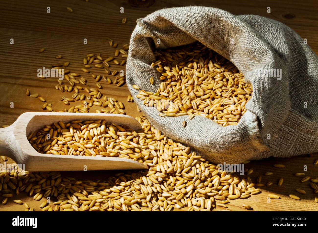 Grains of oat grain Stock Photo - Alamy