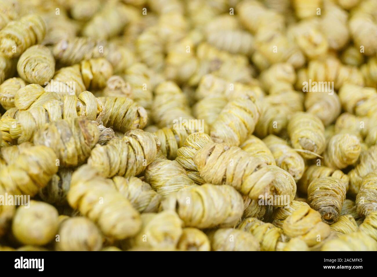 Close-up of dendrobium candidum Stock Photo - Alamy