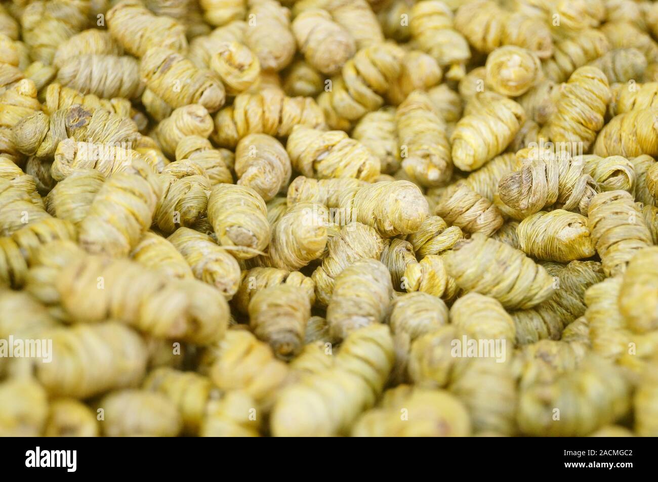 Close-up of dendrobium candidum Stock Photo - Alamy