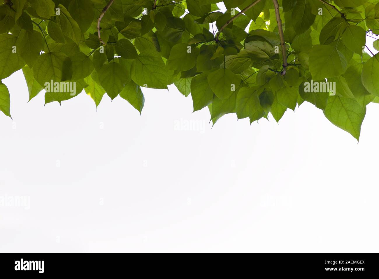 leaves of a tree Stock Photo - Alamy