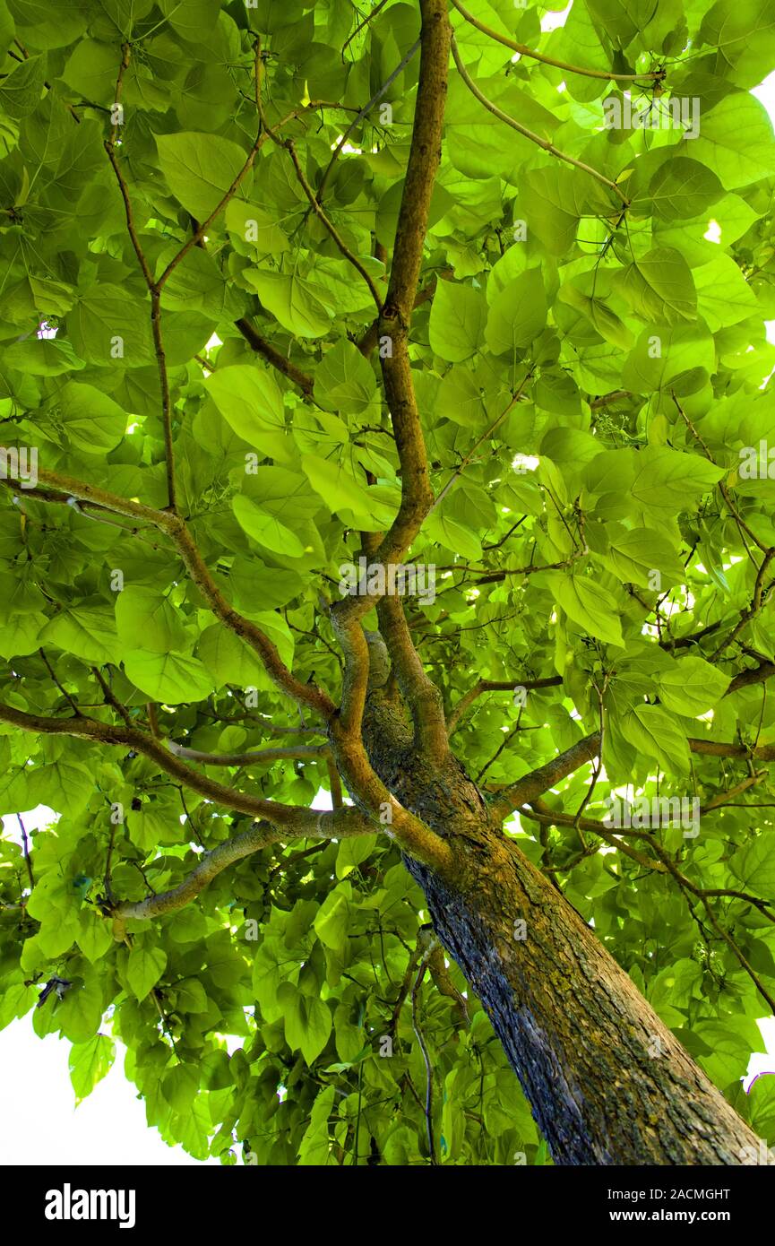 leaves of a tree Stock Photo - Alamy