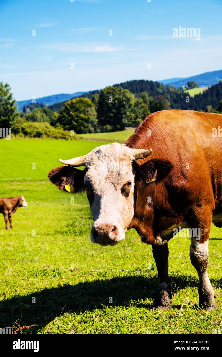 Happy cows hi-res stock photography and images - Alamy