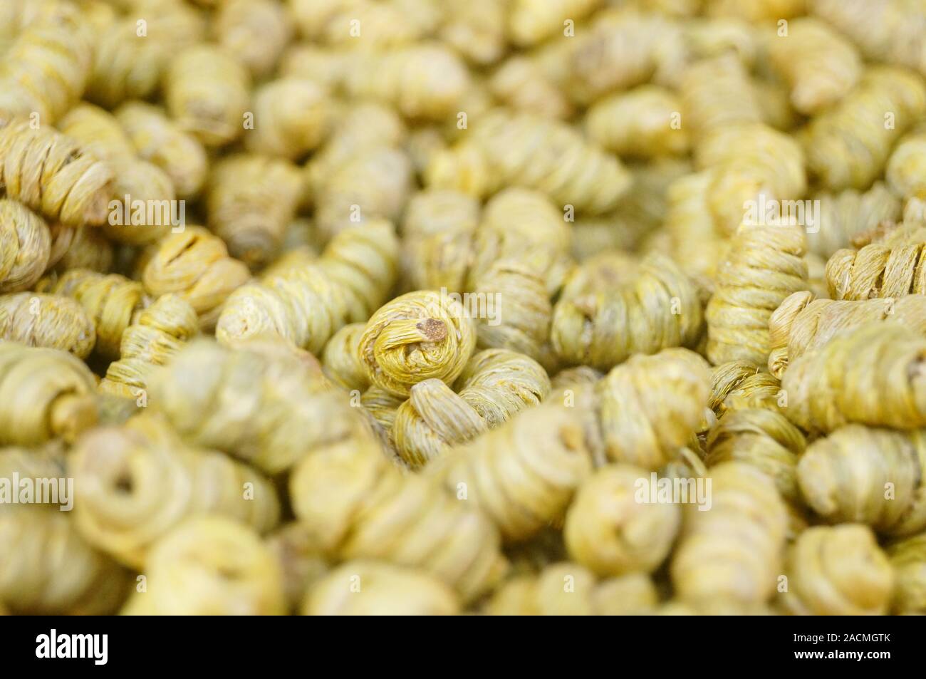 Close-up of dendrobium candidum Stock Photo - Alamy