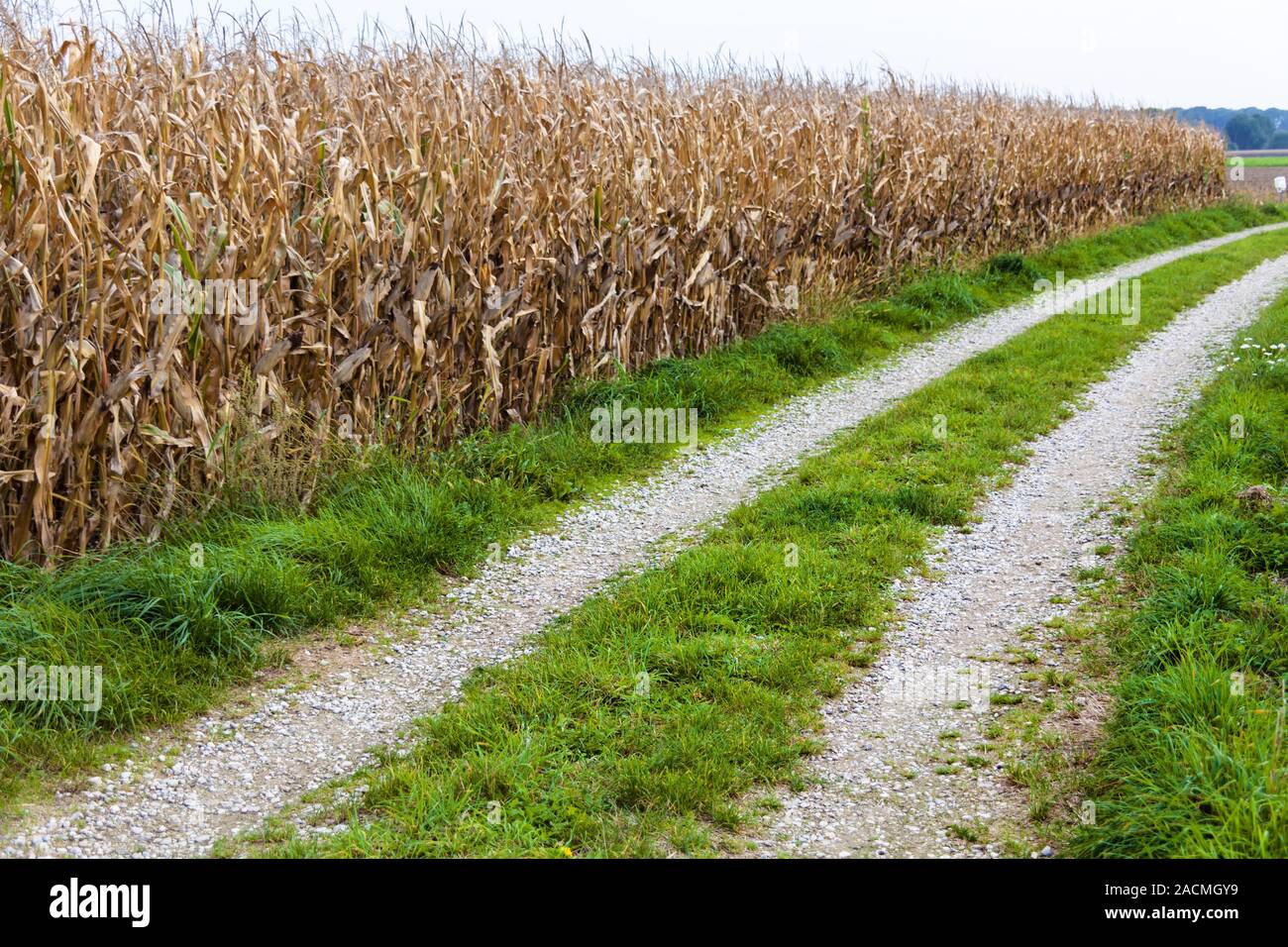 Path next to a maize field Stock Photo - Alamy