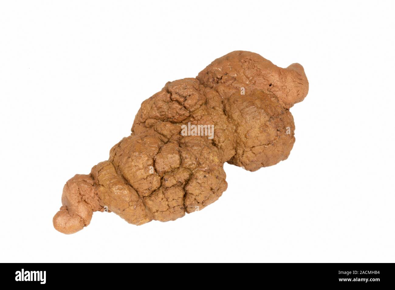 Coprolites, Miocene Period, 25 Million Years Old, Washington, USA ...