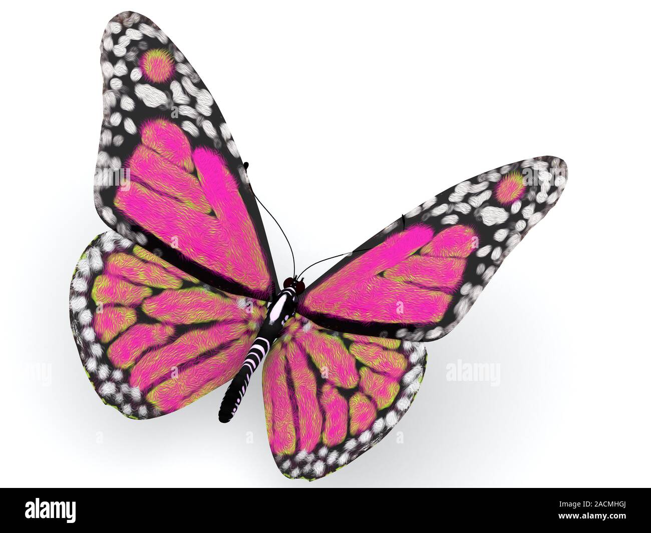 Pink butterfly hi-res stock photography and images - Alamy