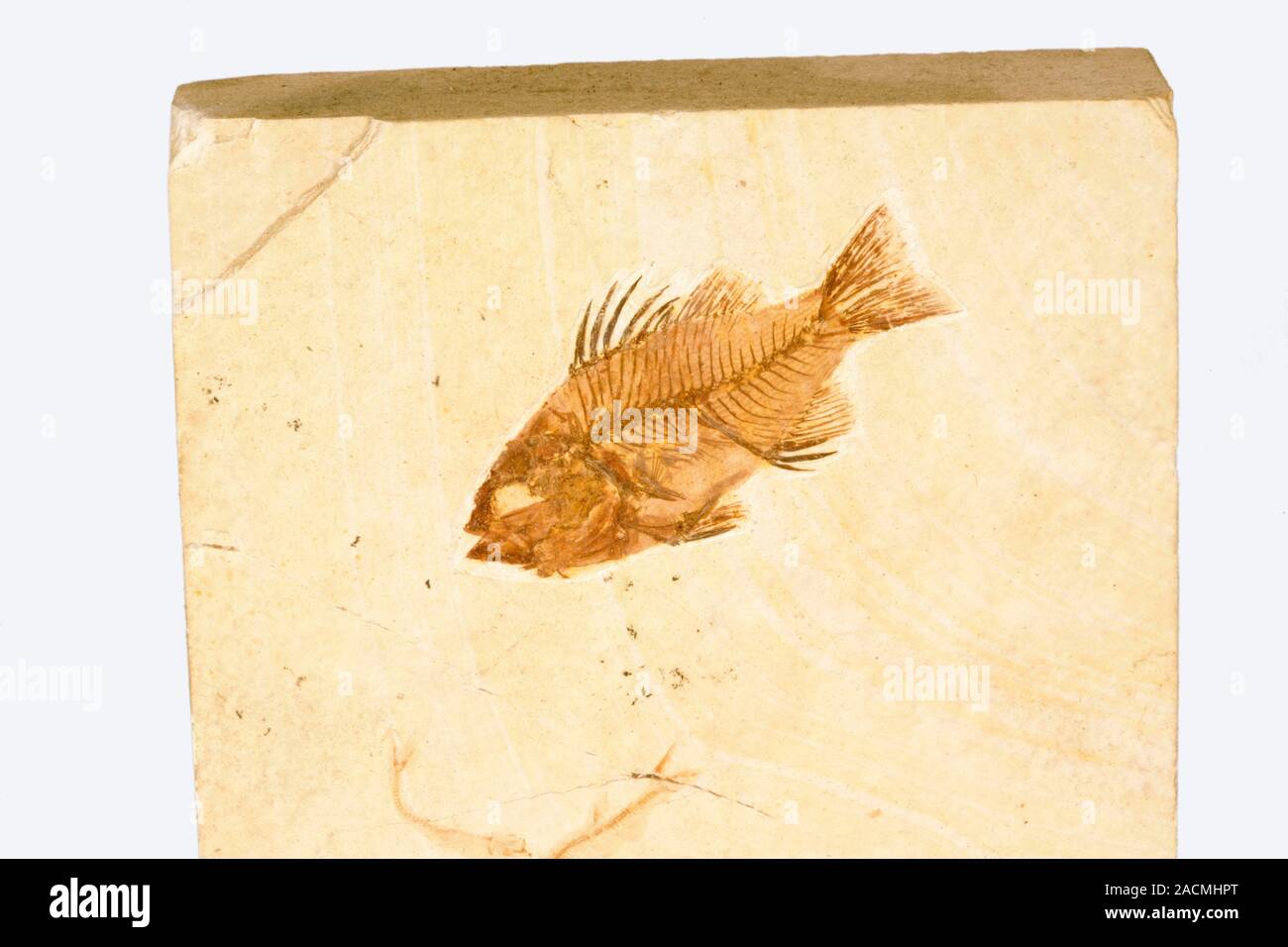 Priscacara a fossilized fish, Ecocene, Green River Formation Wyoming ...
