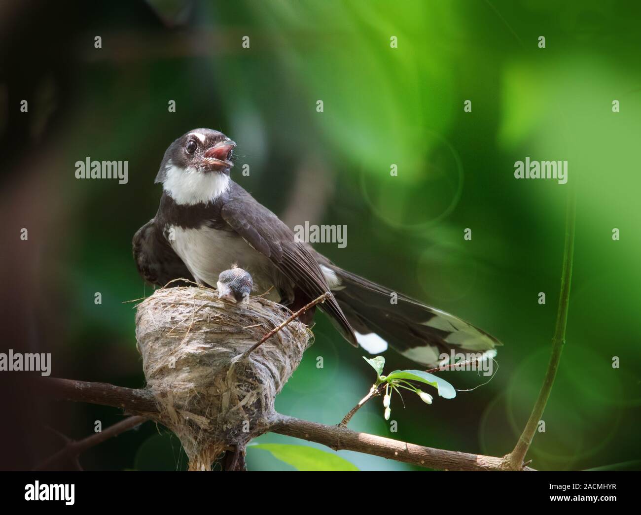 Screaming baby bird hi-res stock photography and images - Alamy