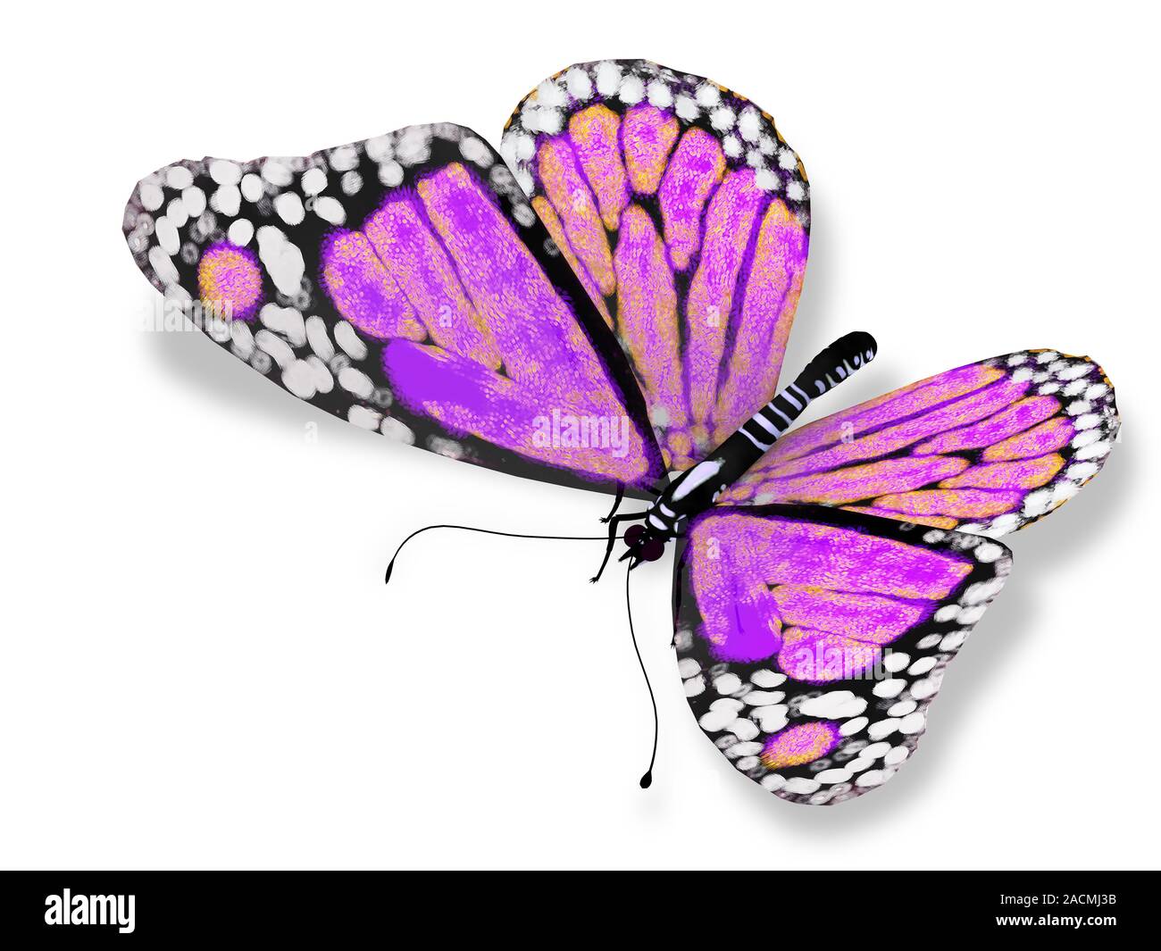 Pink butterfly Cut Out Stock Images & Pictures - Alamy