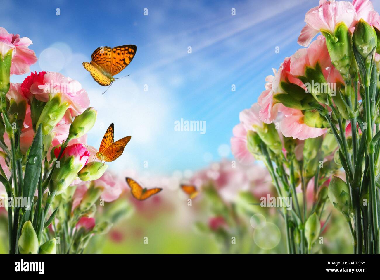 Beautiful Carnation flowers and butterflies Stock Photo - Alamy