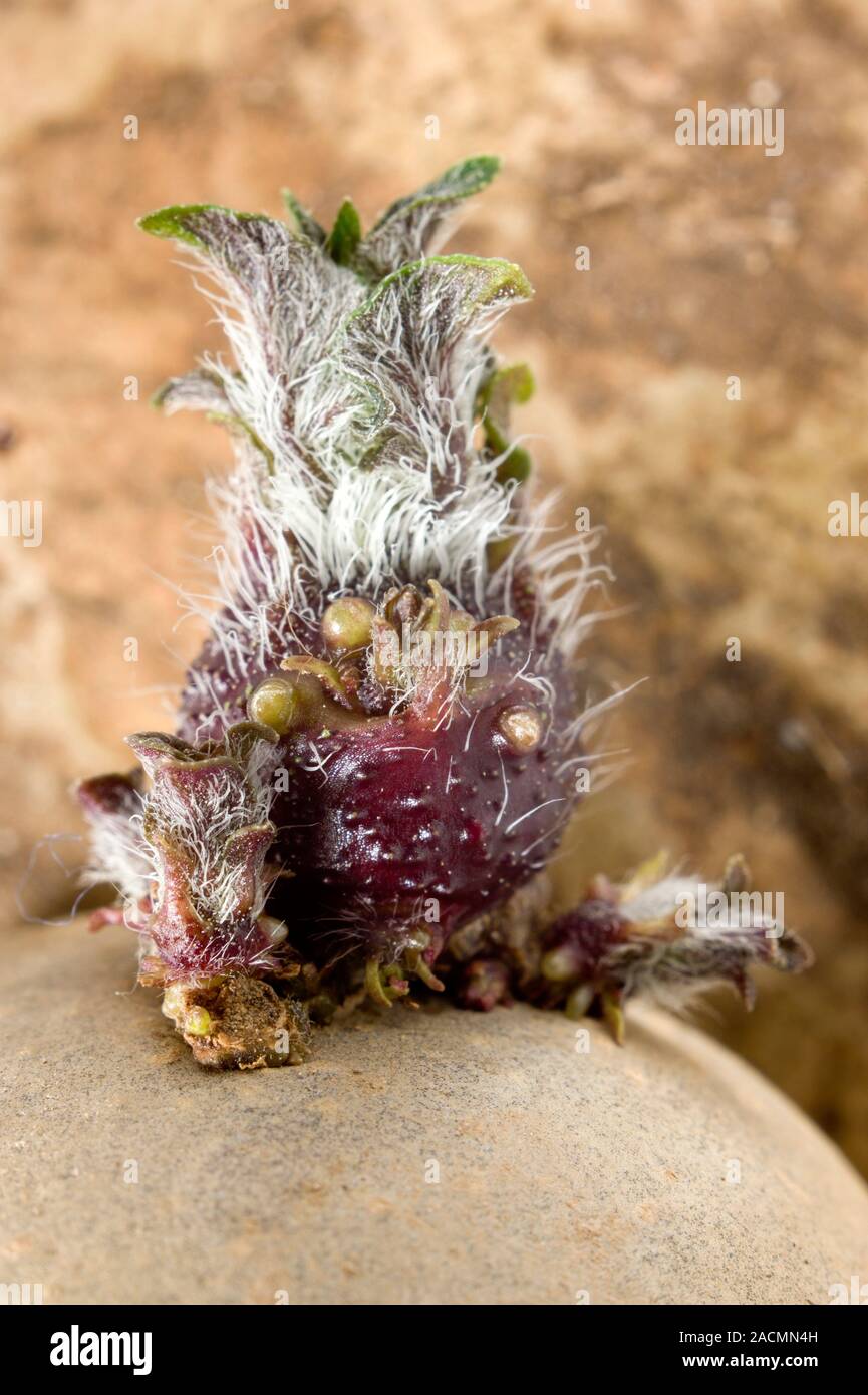 A growing shoot on a potato tuber, Solanum tuberosum. A potato is a ...