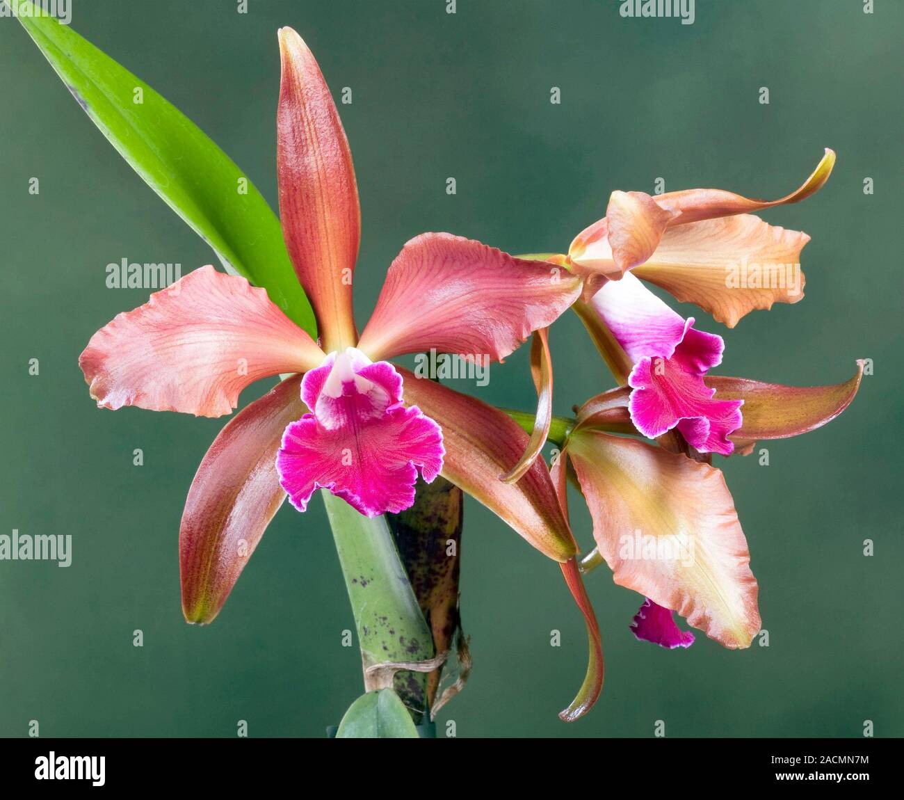 Orchid (Cattleya sp.) in flower Stock Photo - Alamy