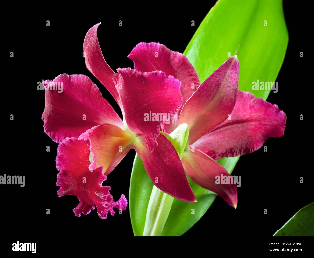 Orchid (Cattleya sp.) in flower Stock Photo - Alamy