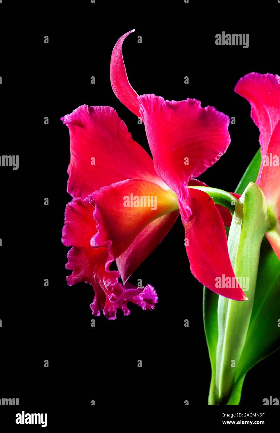 Orchid (Cattleya sp.) in flower Stock Photo - Alamy