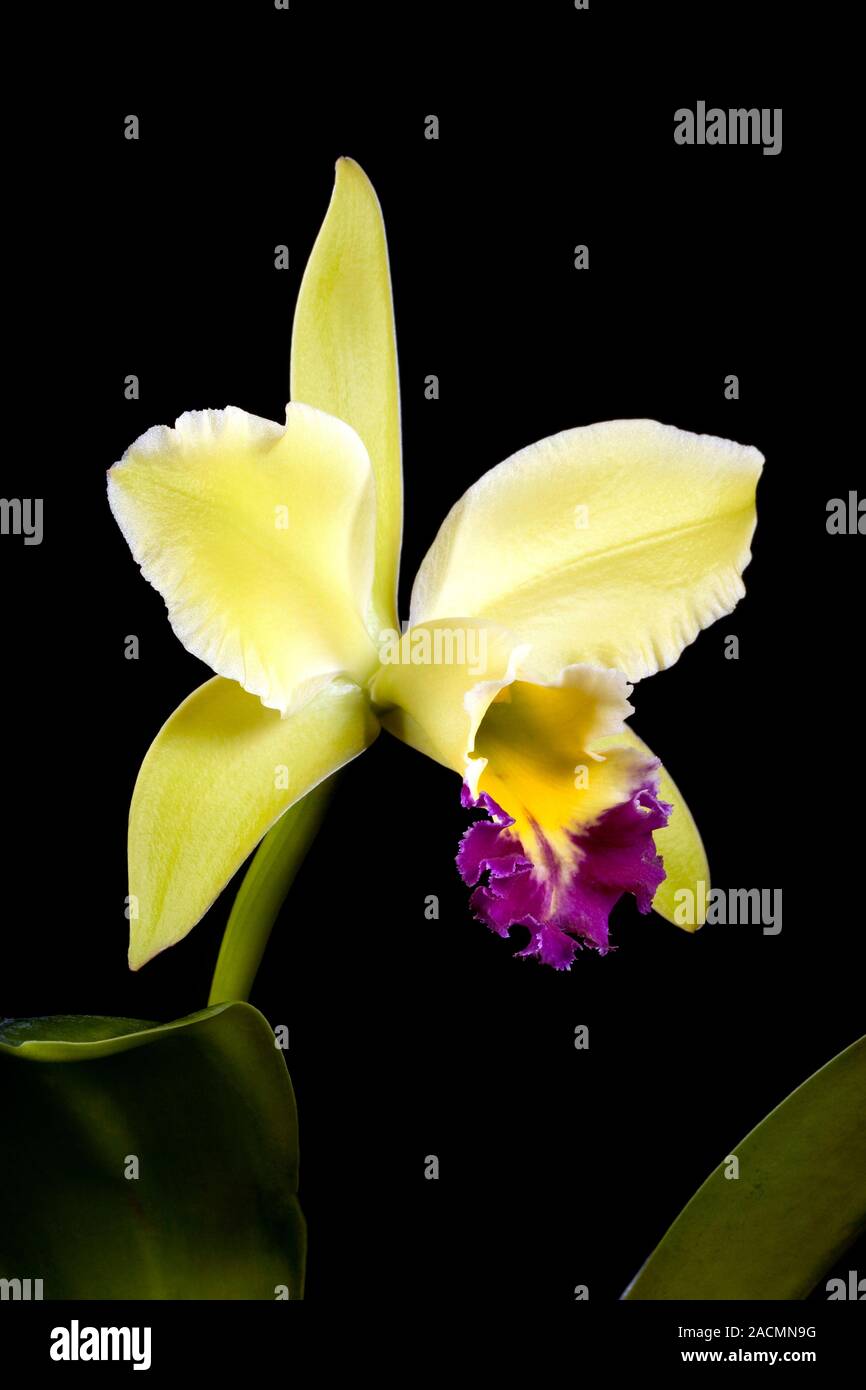 Orchid (Cattleya sp.) in flower Stock Photo - Alamy