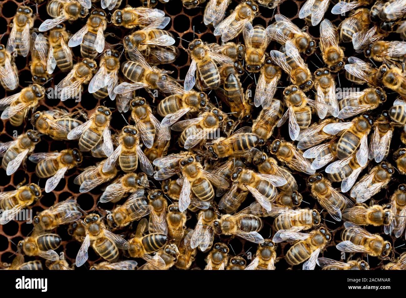 Honey bee hive. European honey bees (Apis mellifera) in a hive Stock ...