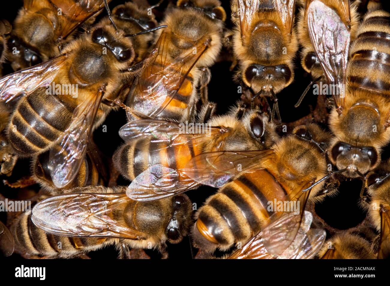 Honey bee hive. European honey bees (Apis mellifera) in a hive Stock ...