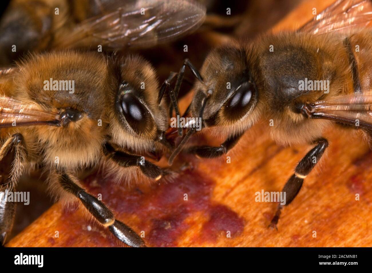 Honey bee hive. European honey bees (Apis mellifera) in a hive Stock ...