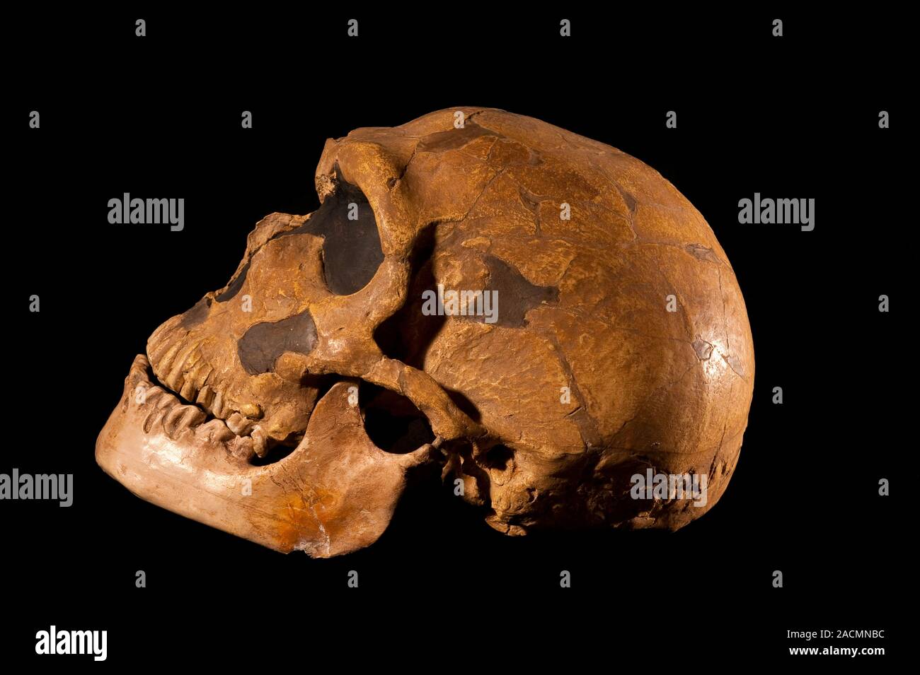 Cro-magnon fossil skull. Fossilised skull of a stone age (palaeolithic) Cro-magnon human showing ...
