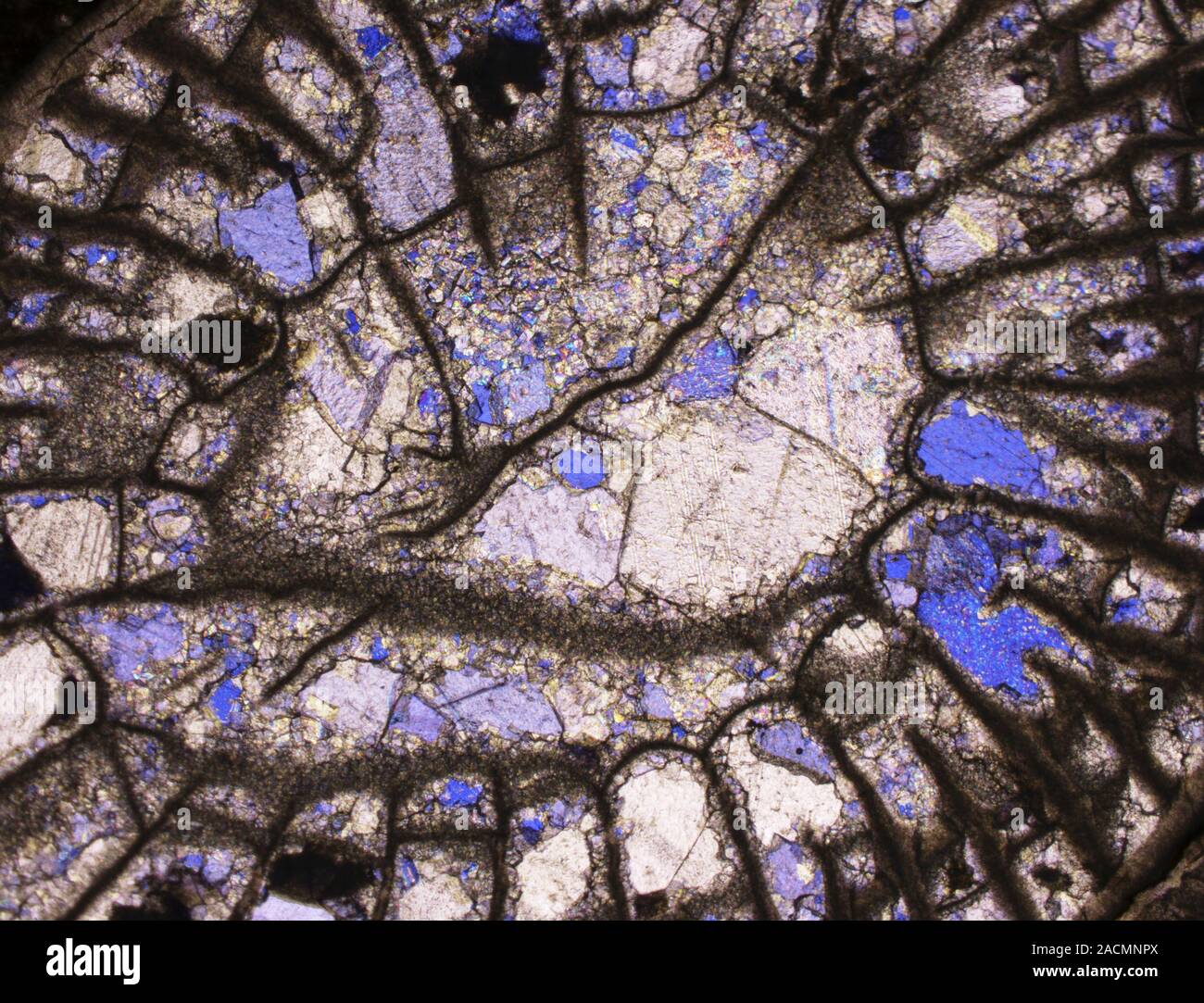 Fossil coral. Light micrograph of a thin cut of rock containing ...