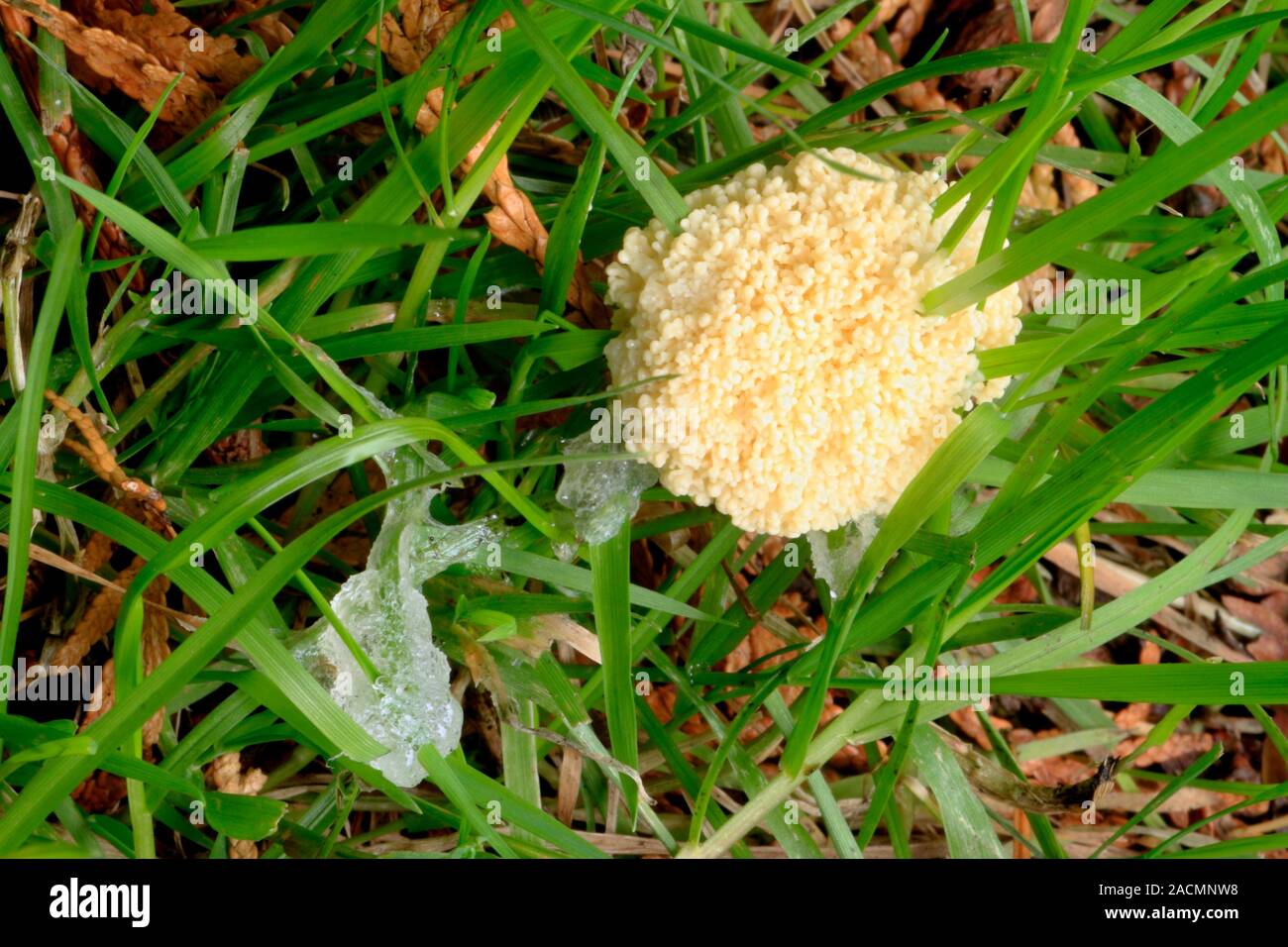 White slime mould fungus (Mucilago crustacea). Photographed on Dartmoor ...