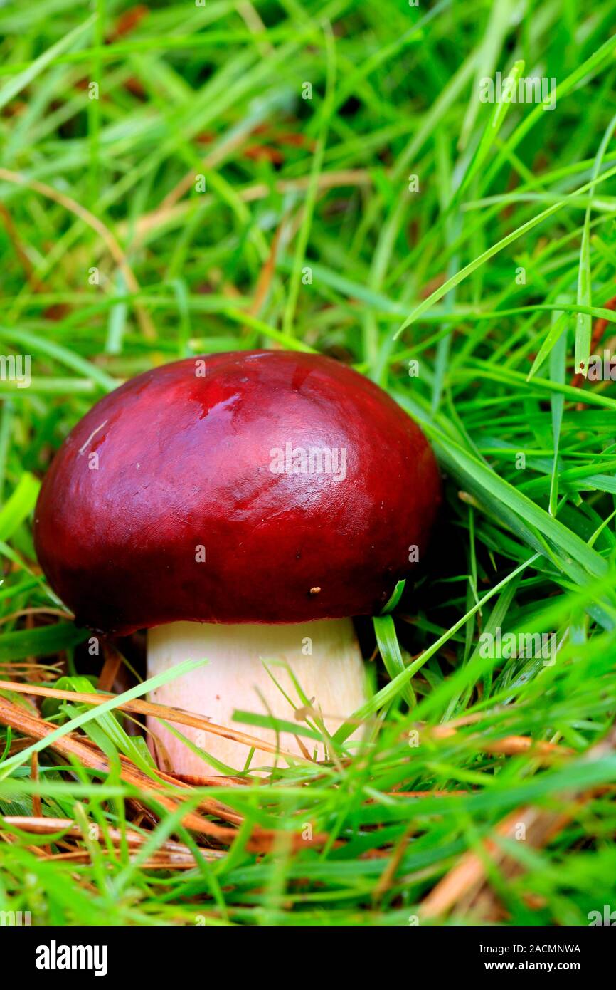 Purple brittlegill mushroom (Russula atropurpurea). Photographed in ...