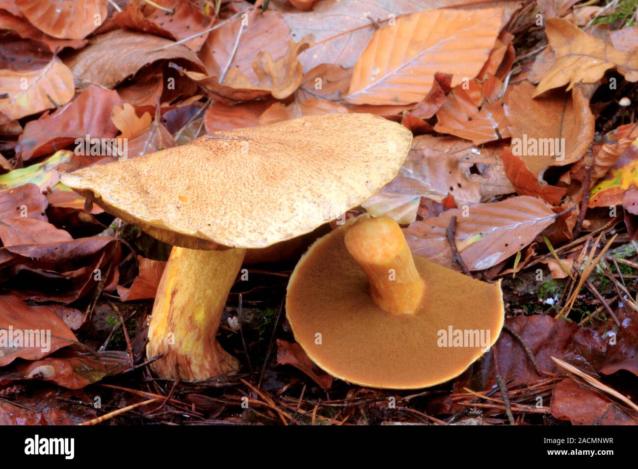Velvet bolete mushrooms (Suillus variegatus). Photographed in autumn ...