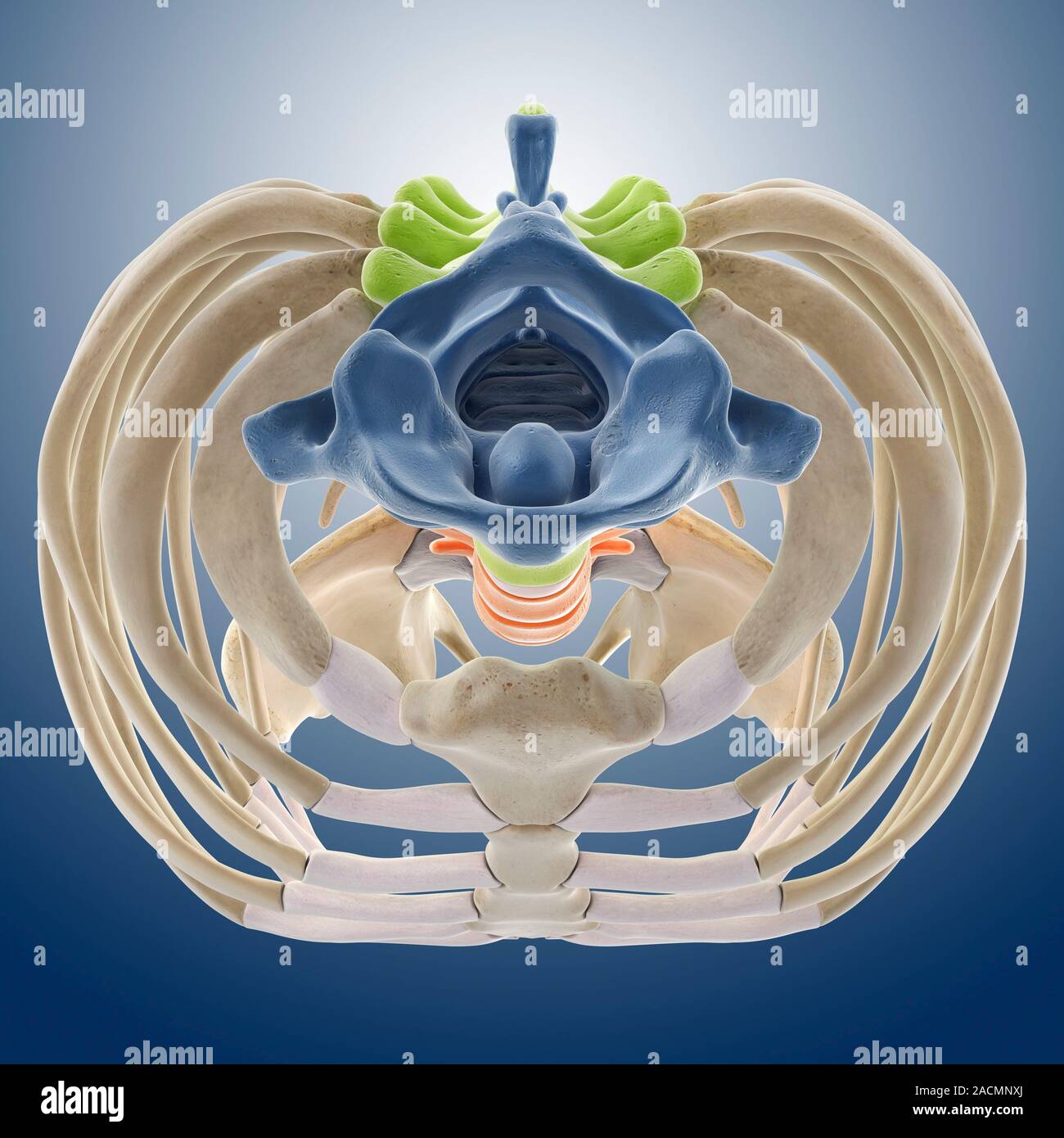 Bones of the torso and neck, computer artwork. At upper centre is the ...
