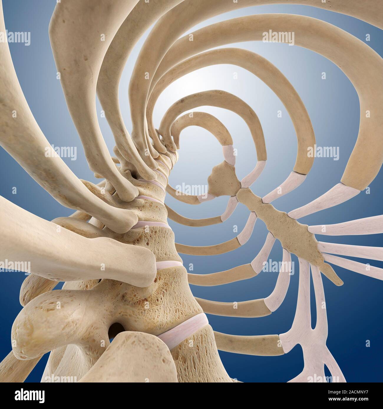 Ribcage, computer artwork. The ribcage is made up of twelve pairs of ...