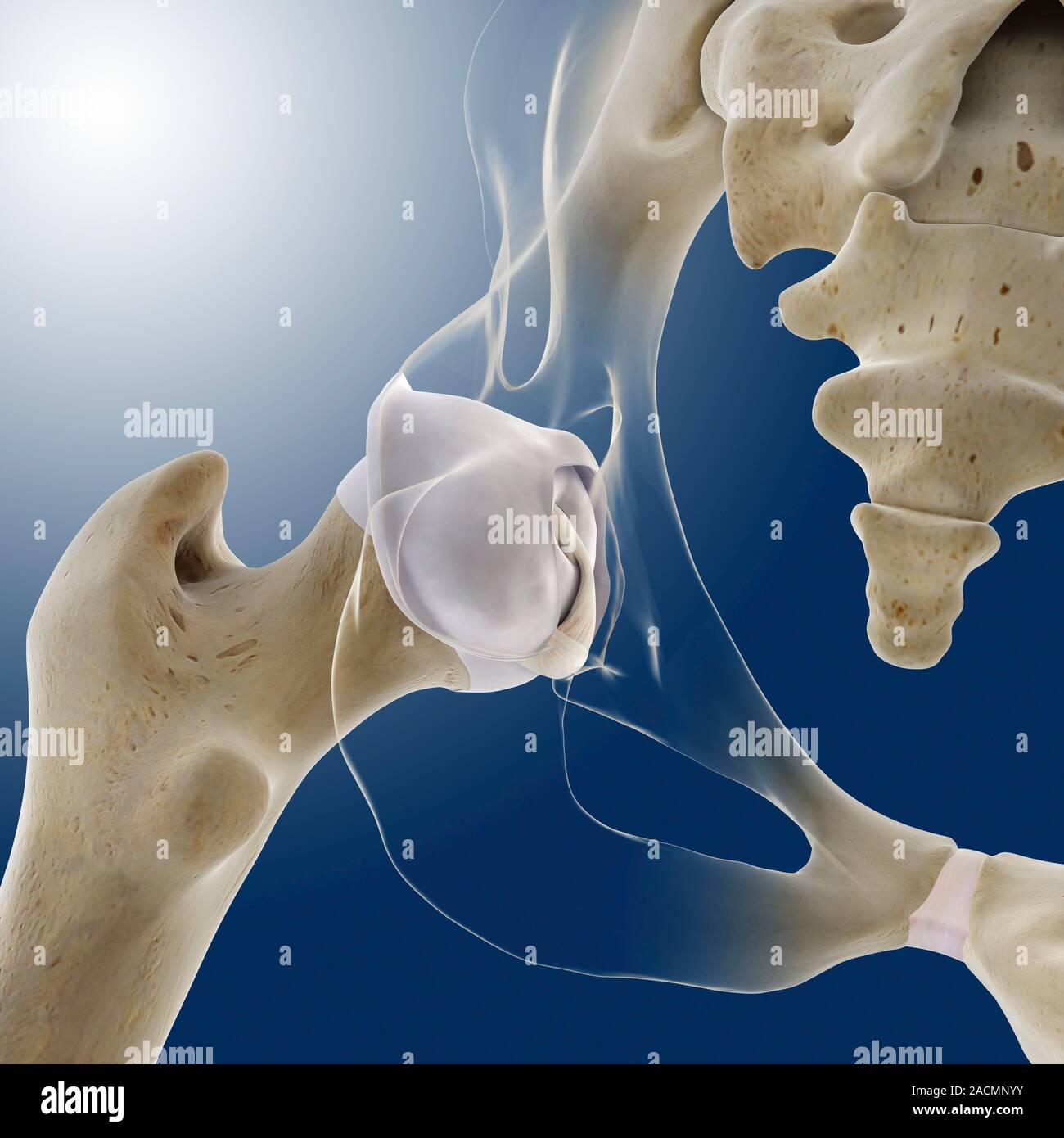 Hip anatomy, computer artwork. The large ear-shaped hip bone (opaque ...