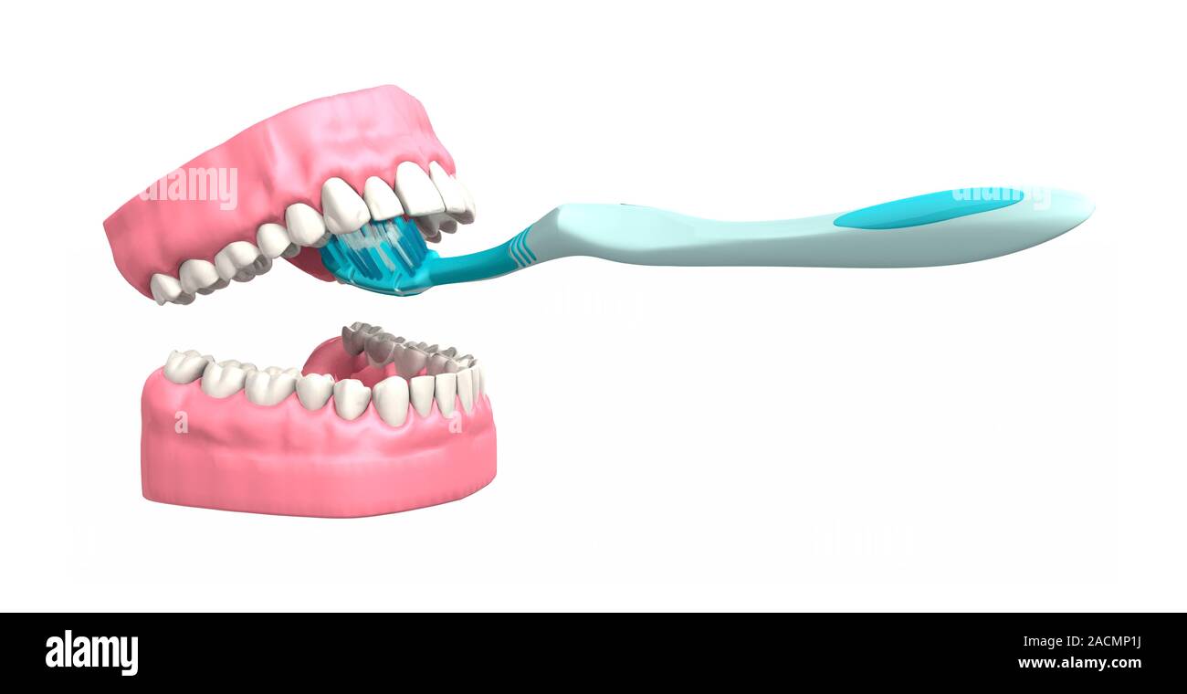 Tooth brushing technique. Artwork showing a toothbrush being used to ...