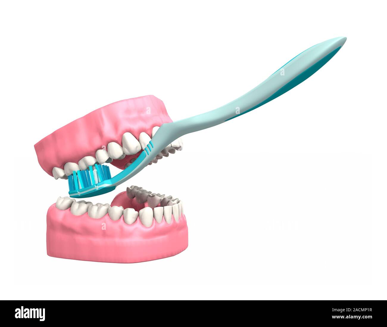 Tooth brushing technique. Artwork showing a toothbrush being used to ...