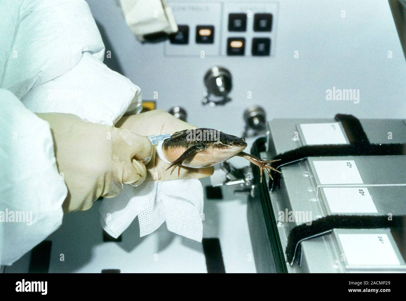 Spacelab-J frog experiment. US astronaut handling an adult female frog ...