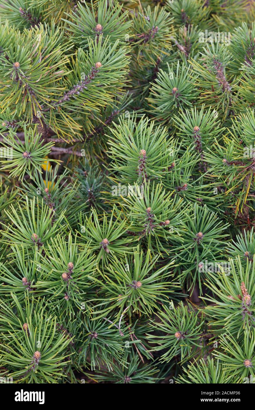 Dwarf mountain pine (Pinus mugo Stock Photo - Alamy
