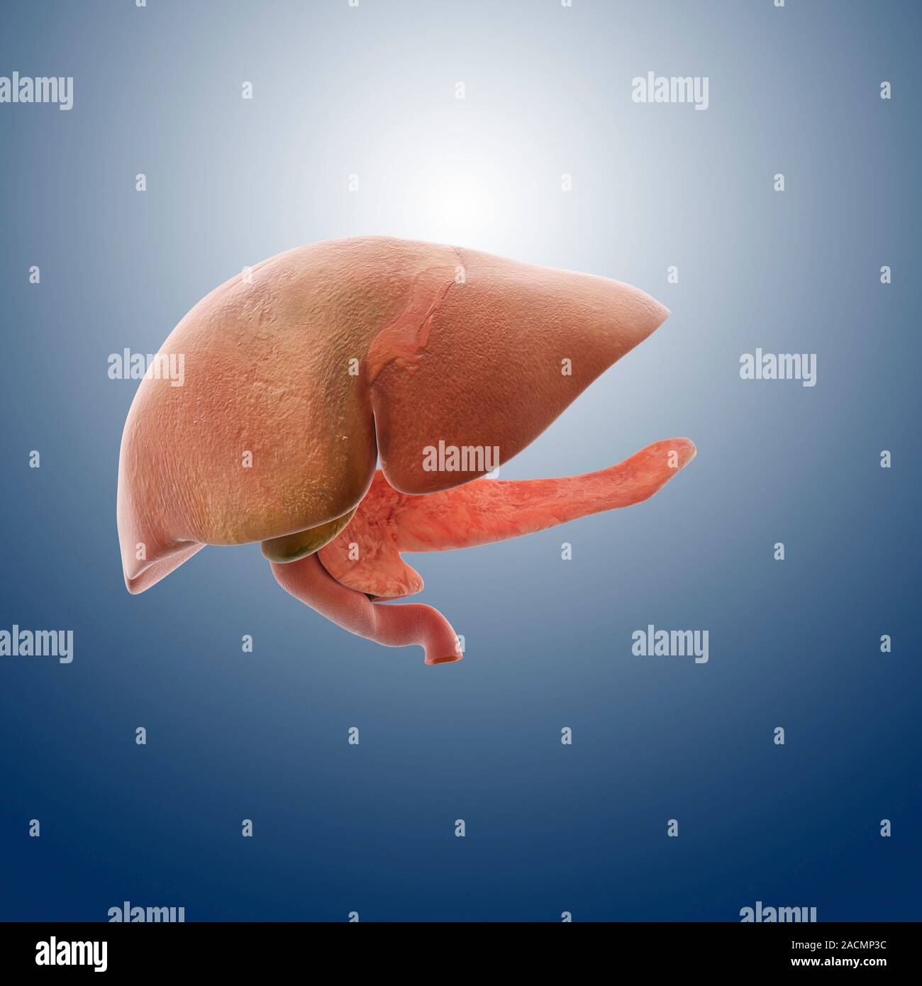 Liver, gallbladder and pancreas, computer artwork. The largest organ ...